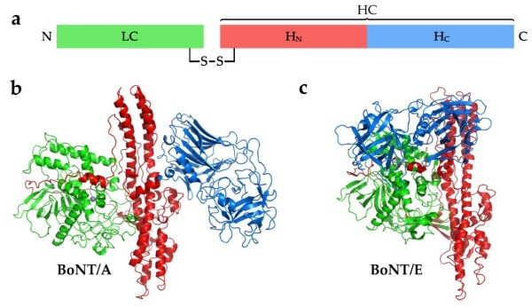 휴젤, 차세대 보툴리눔 톡신 개발 착수